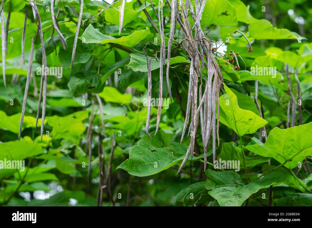 Dried pods with seeds hang from the branches of the catalpa tree. Gray ...