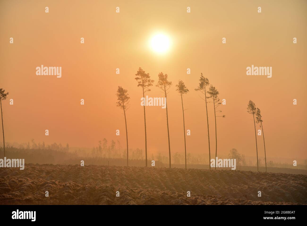 the rising sun over the surviving trees Stock Photo - Alamy