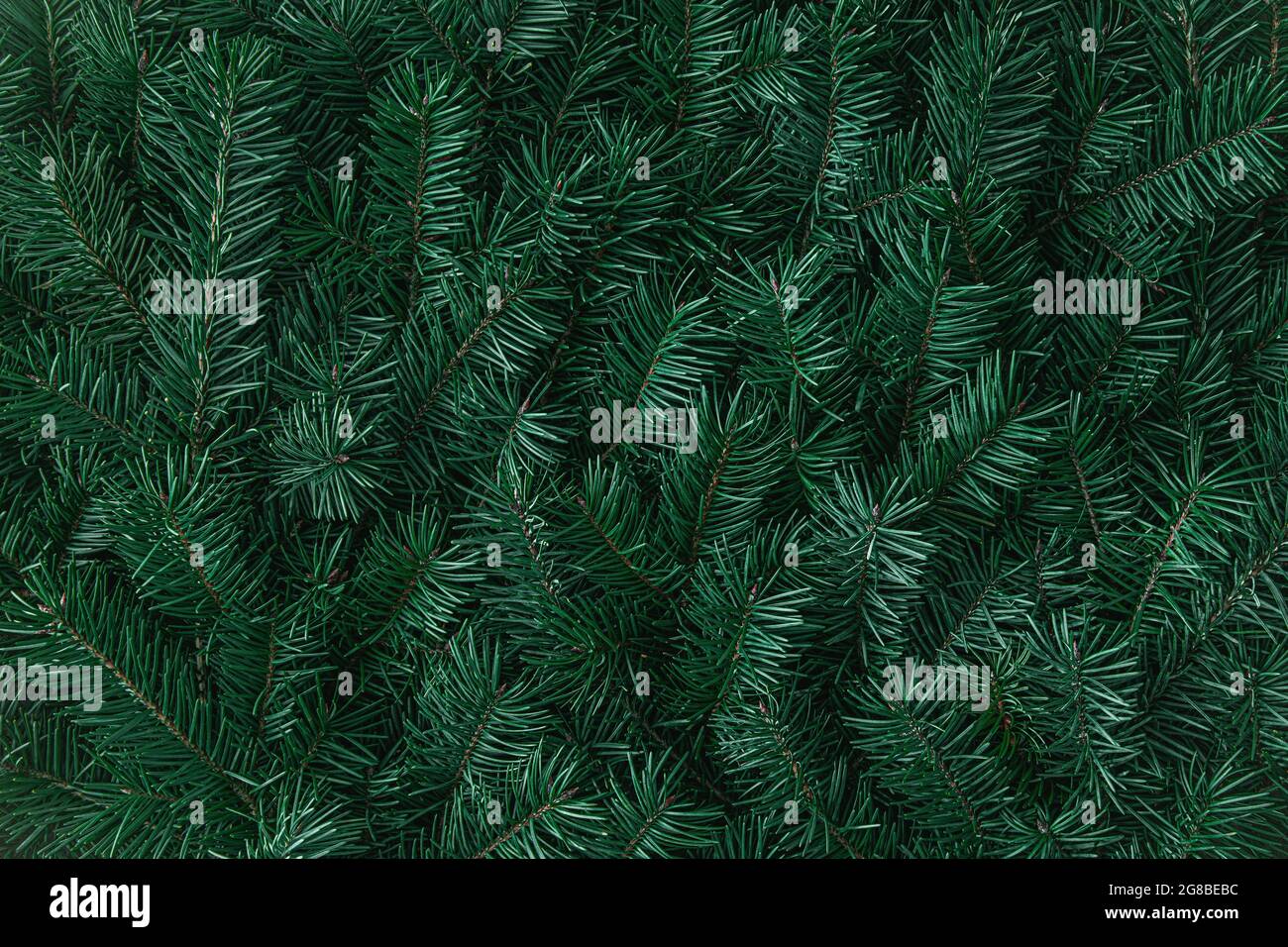 Fir tree texture hi-res stock photography and images - Alamy