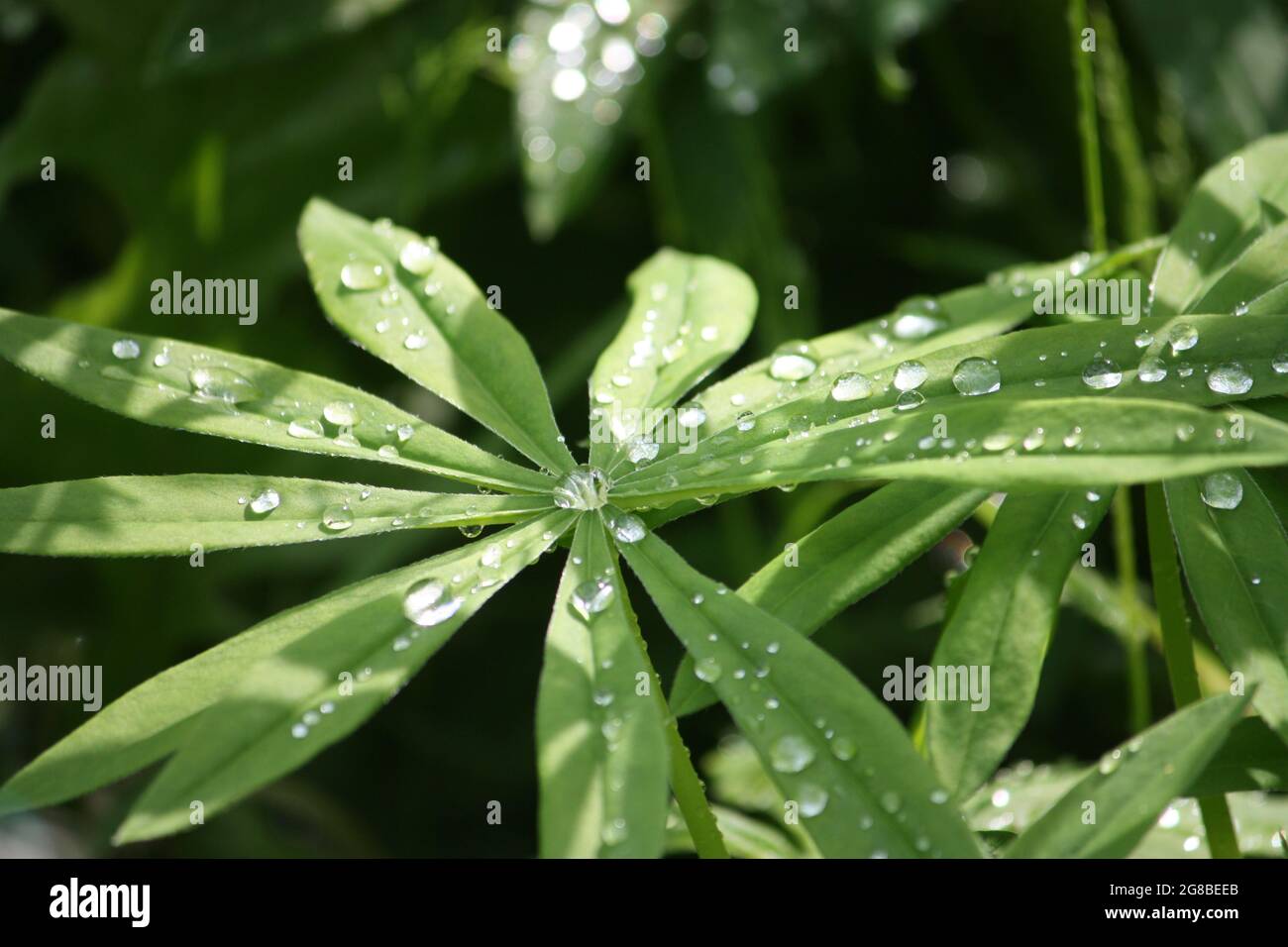 Summer nature details Stock Photo - Alamy