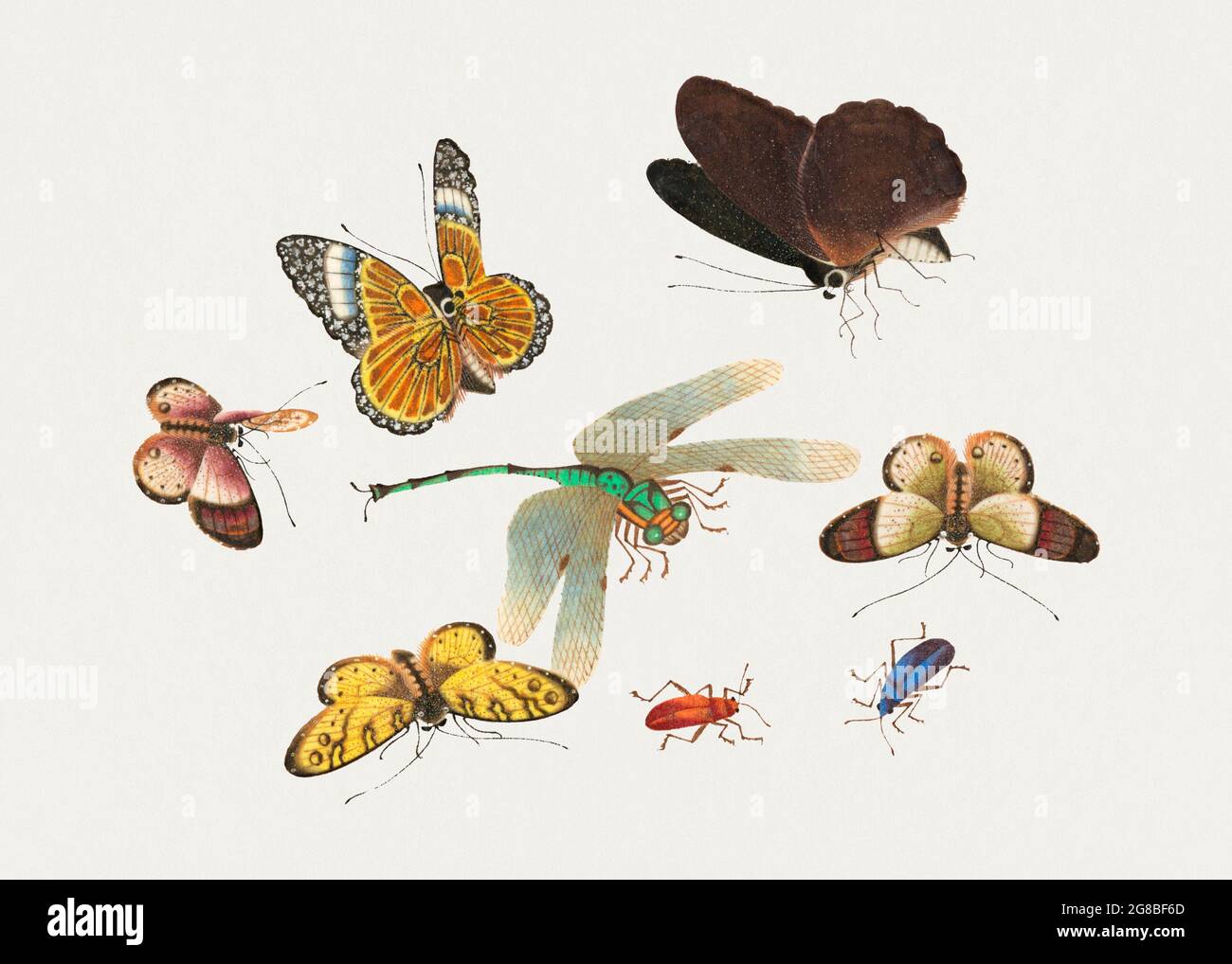 Chinese insect drawing of five butterflies, two beetles and a dragonfly ...