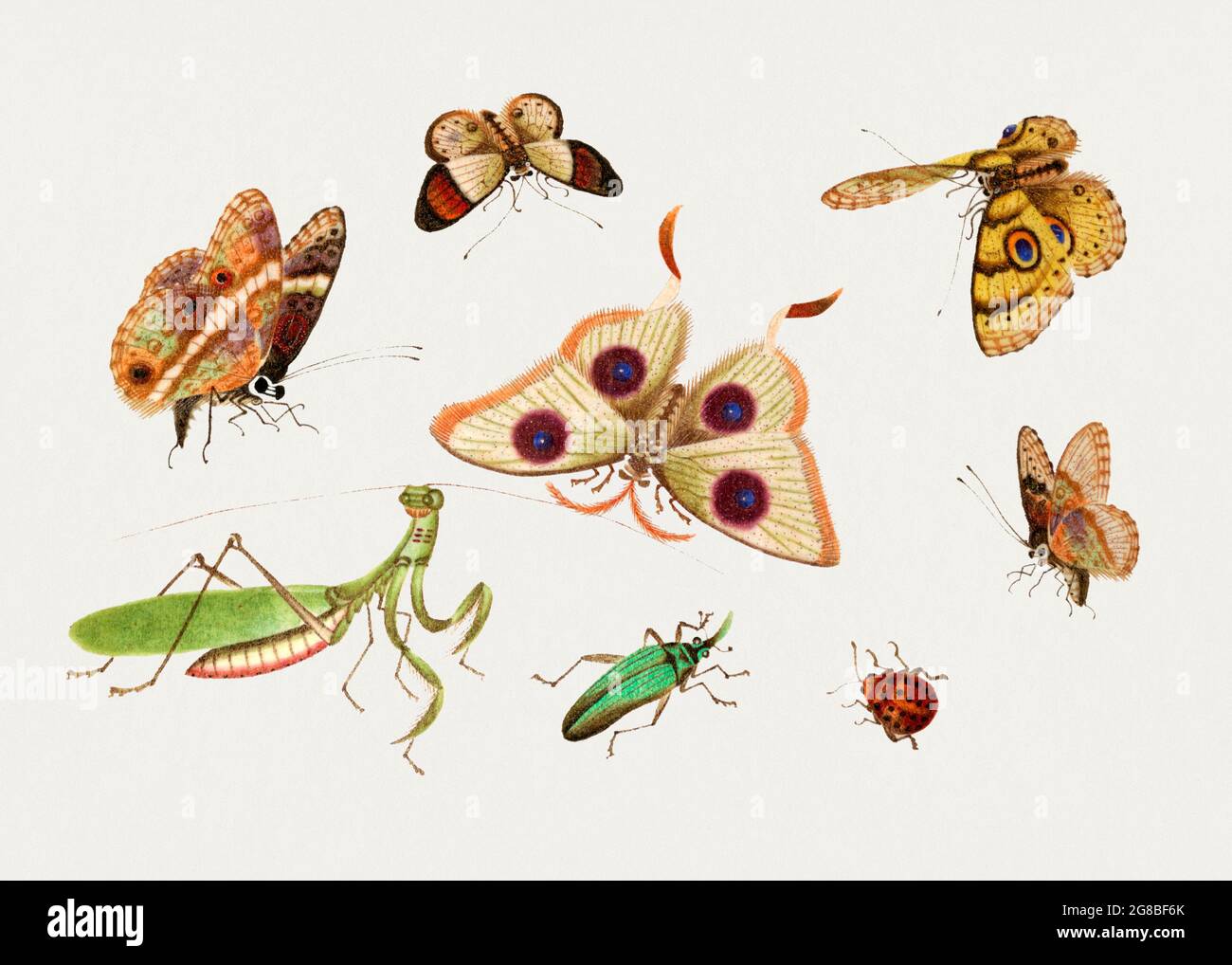 Chinese insect drawing of four butterflies, a moth, praying mantis and ...