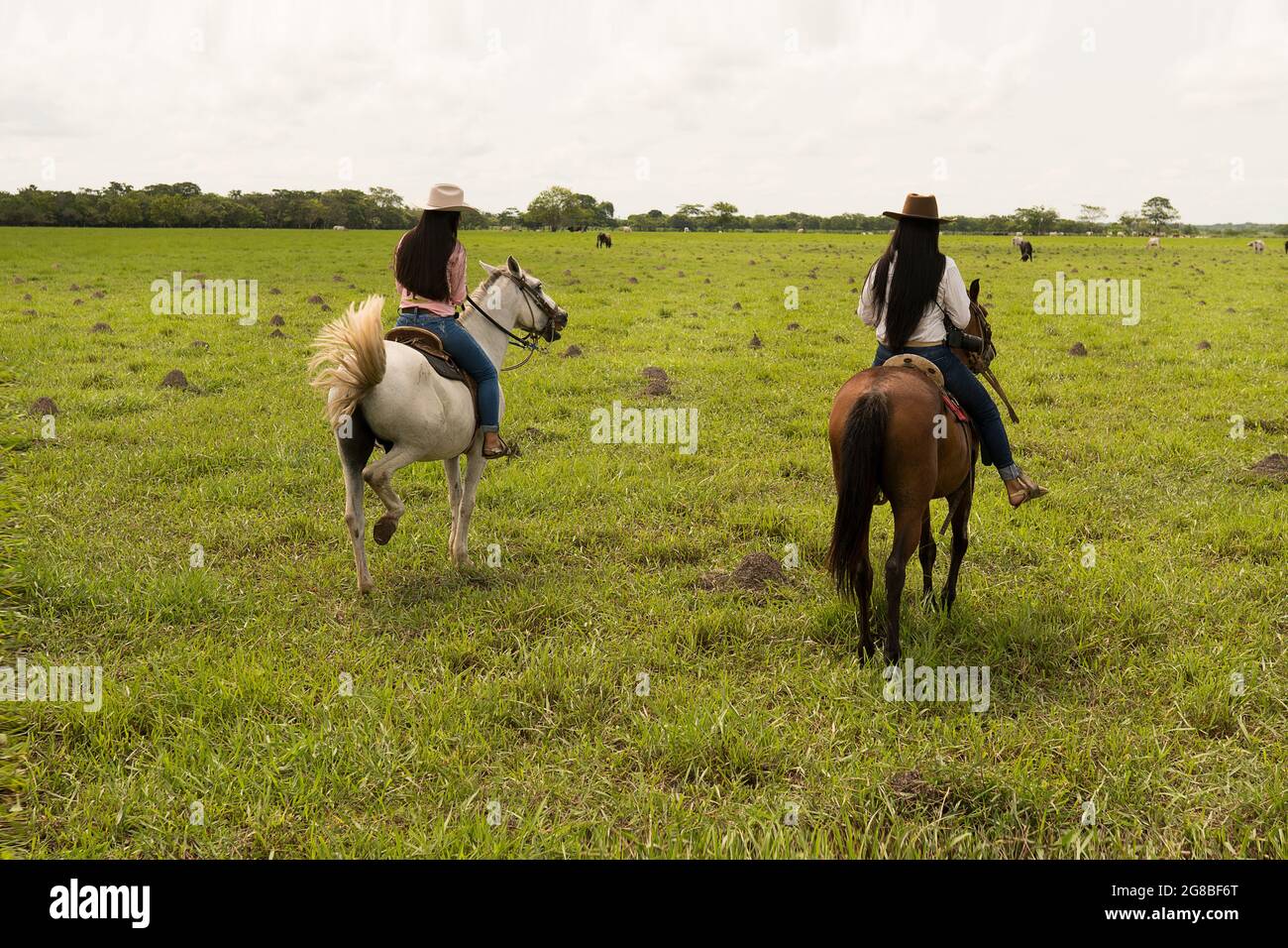 Back view of two young females riding horses in the field Stock Photo ...