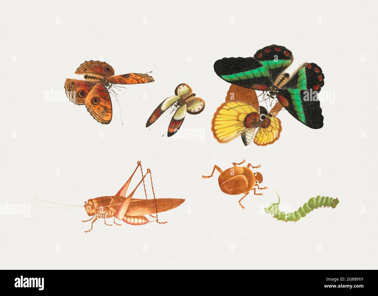 Chinese insect drawing of four butterflies, a beetle, caterpillar and a ...