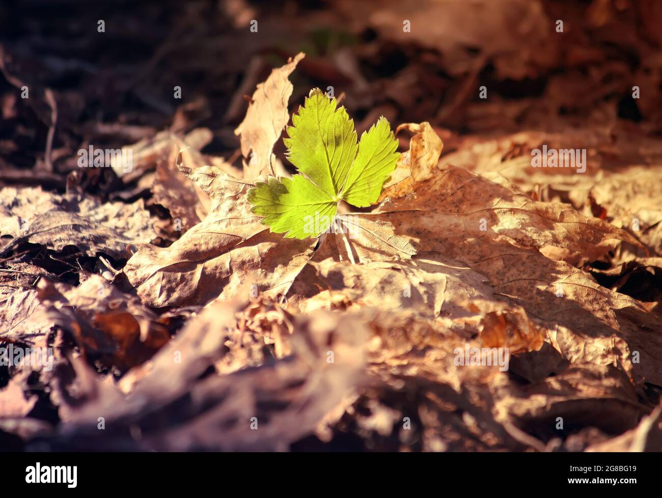 Summer nature details Stock Photo - Alamy