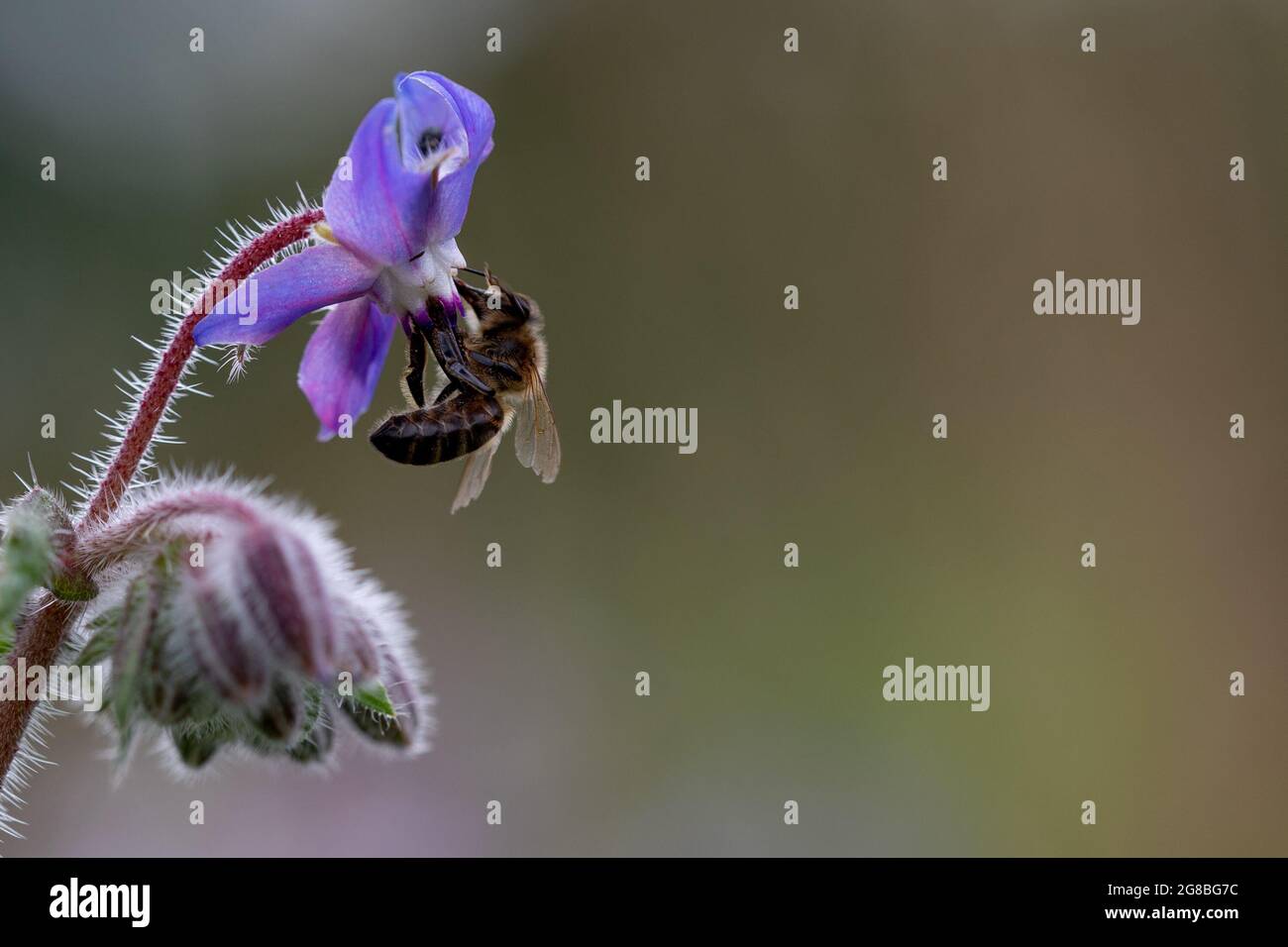 Honey Bee (Apis mellifera) Foraging on Borage (Borago officinalis Stock ...