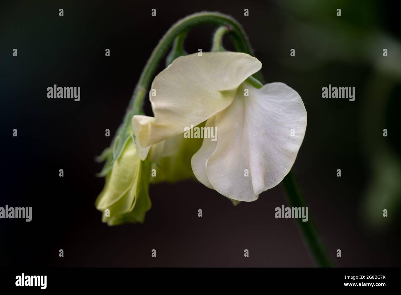Annual flower sweetpea hi-res stock photography and images - Alamy