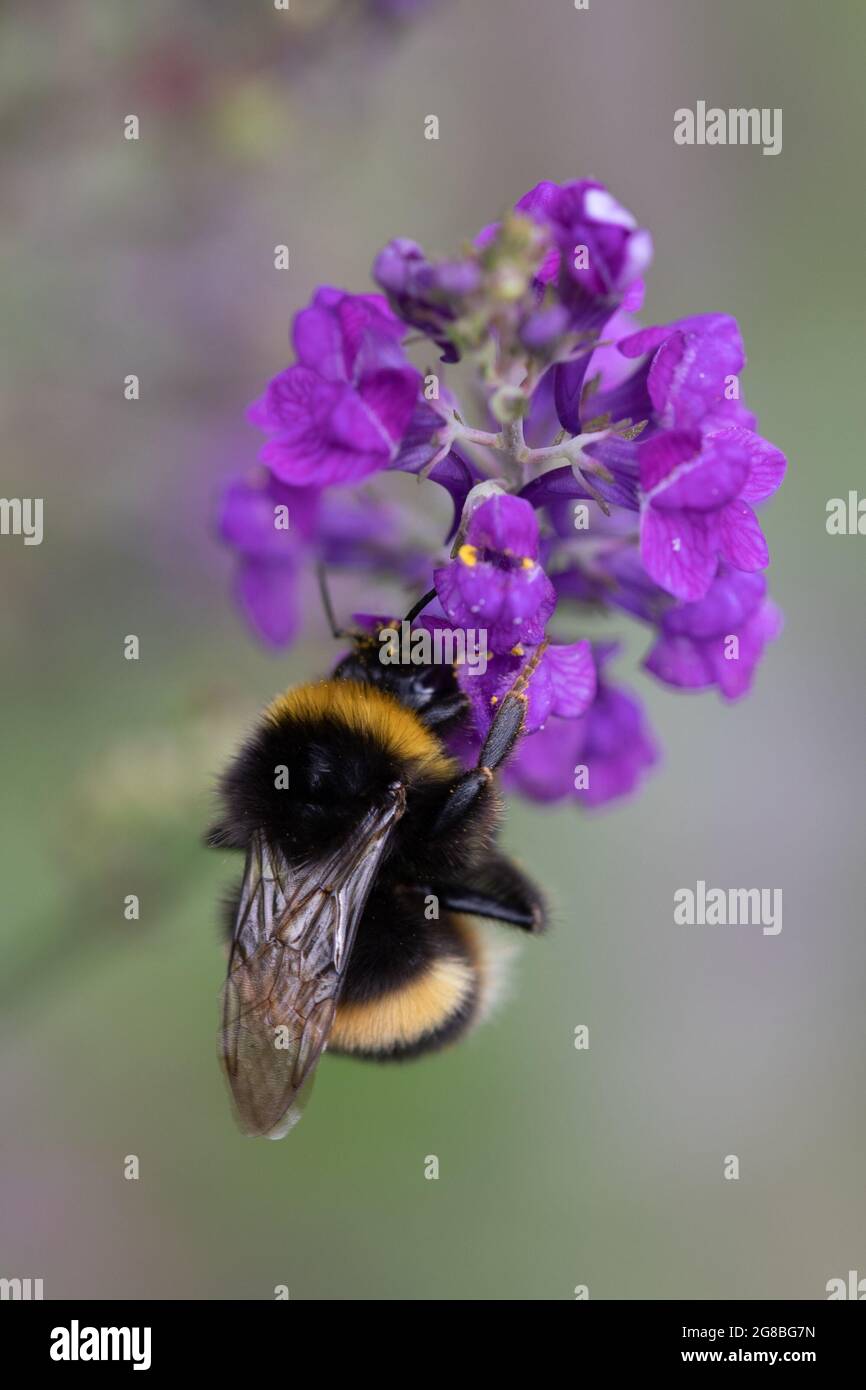 Sleepy bee hi-res stock photography and images - Alamy
