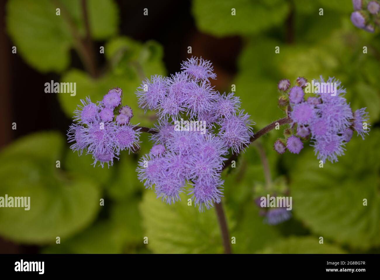 Ageratum Blue Mink in flower Stock Photo - Alamy