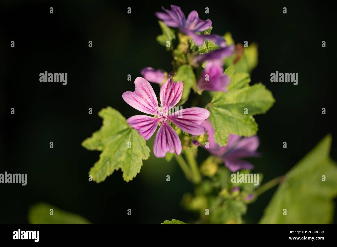 Malva sylvestris bee hi-res stock photography and images - Alamy