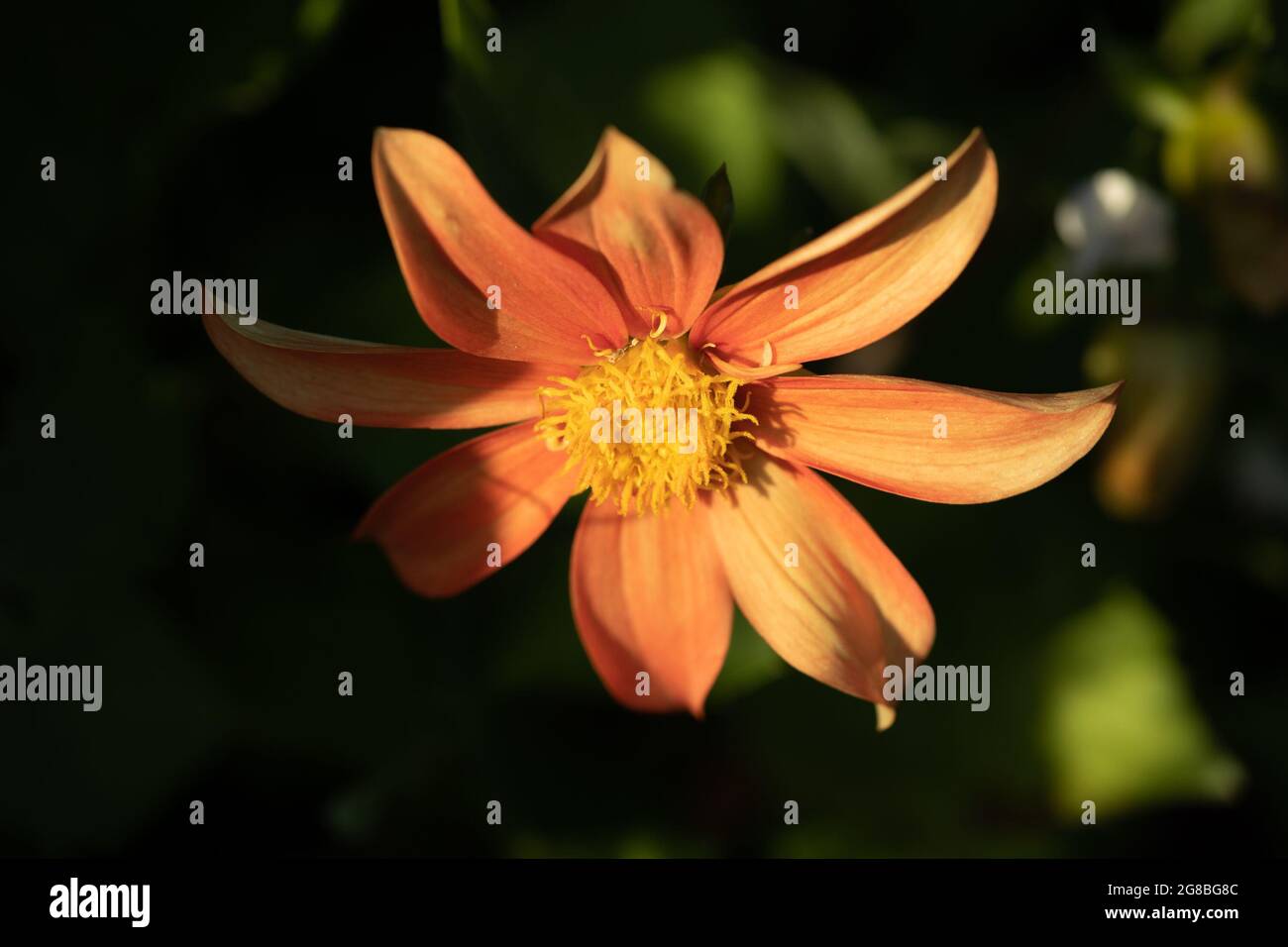 Sunny Reggae High Resolution Stock Photography and Images - Alamy