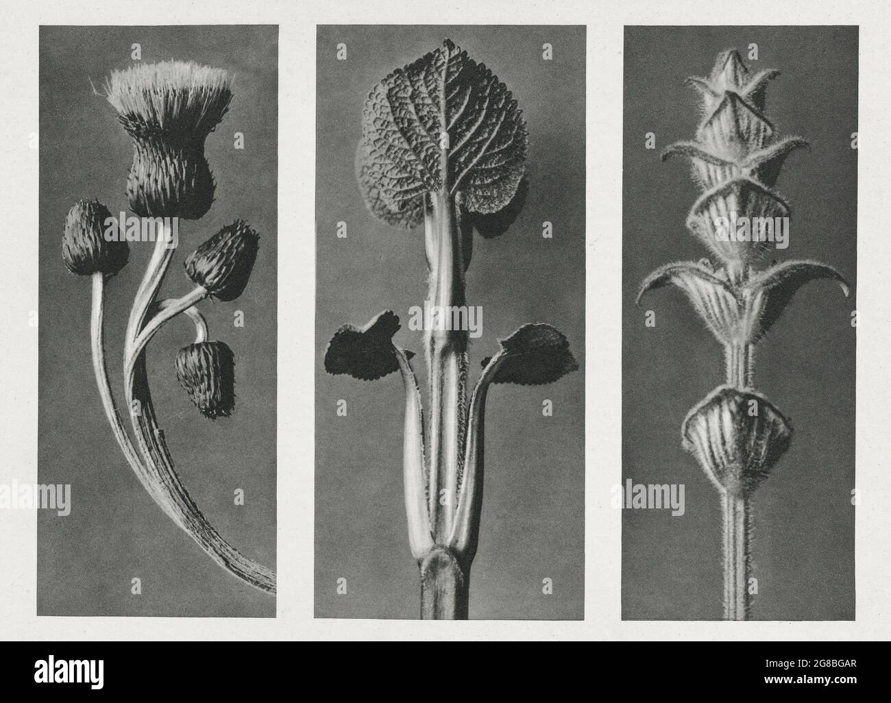 vintage, retro, old, photograph, century, botany, graphics, antique ...