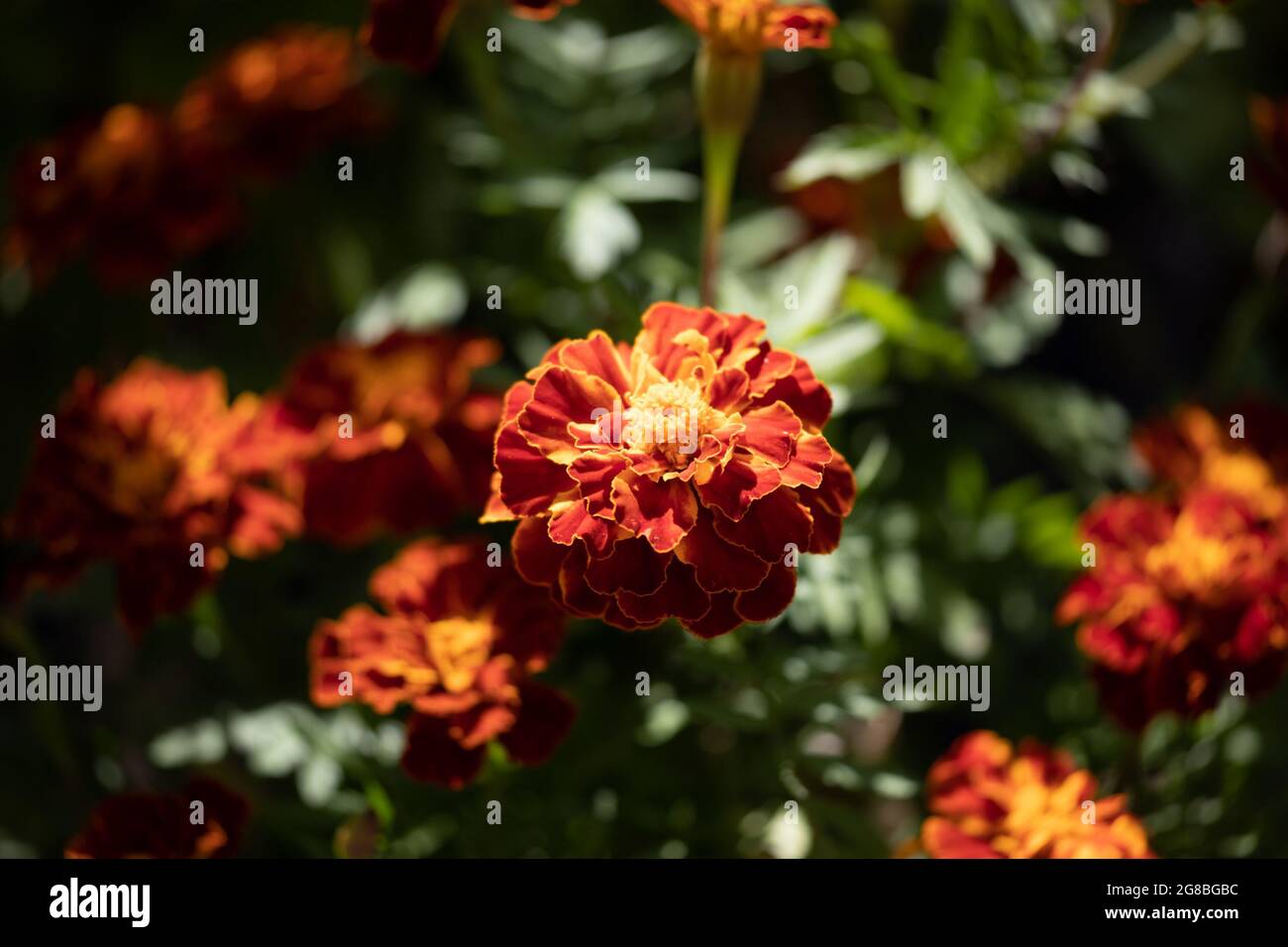French Marigold (Tagetes) in flower Stock Photo - Alamy