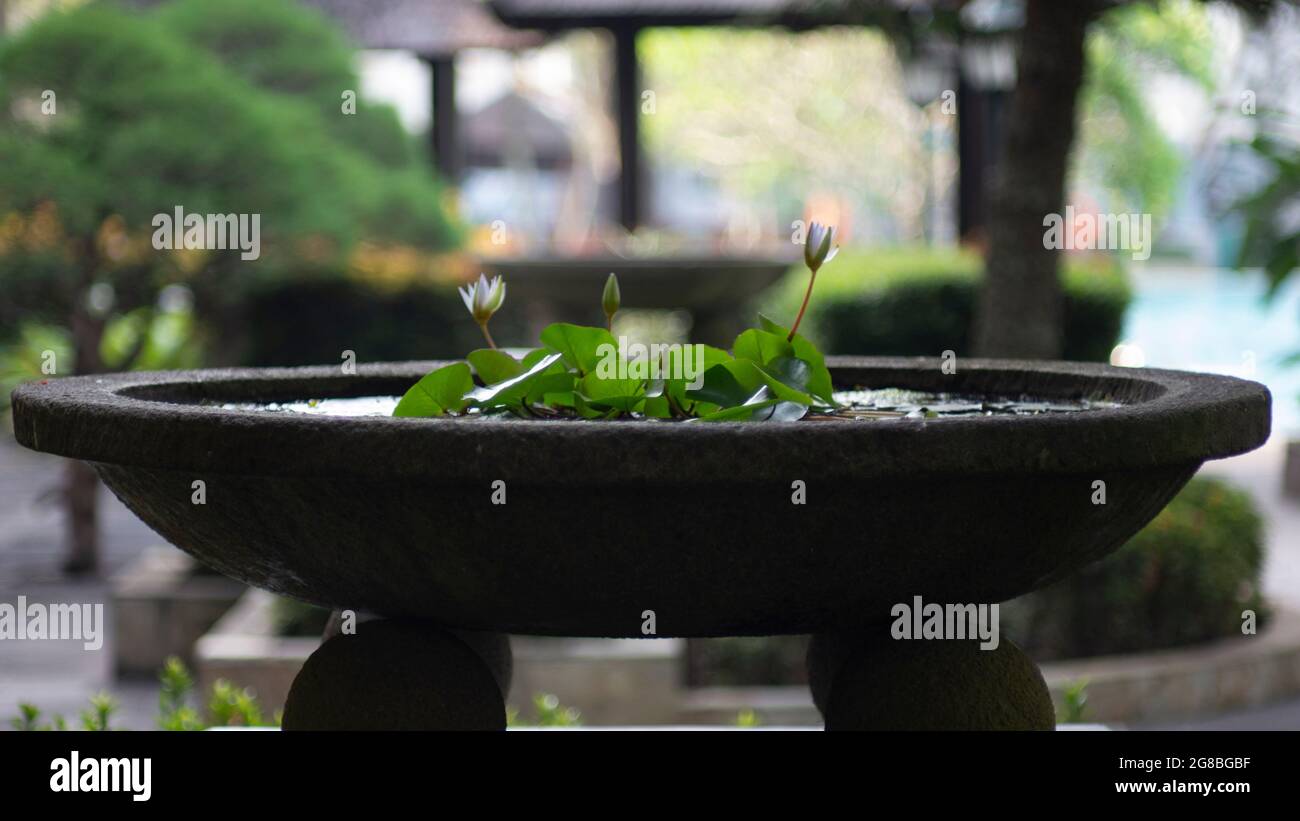 Lotus flower plant in a large pot filled with water on a blurred garden ...