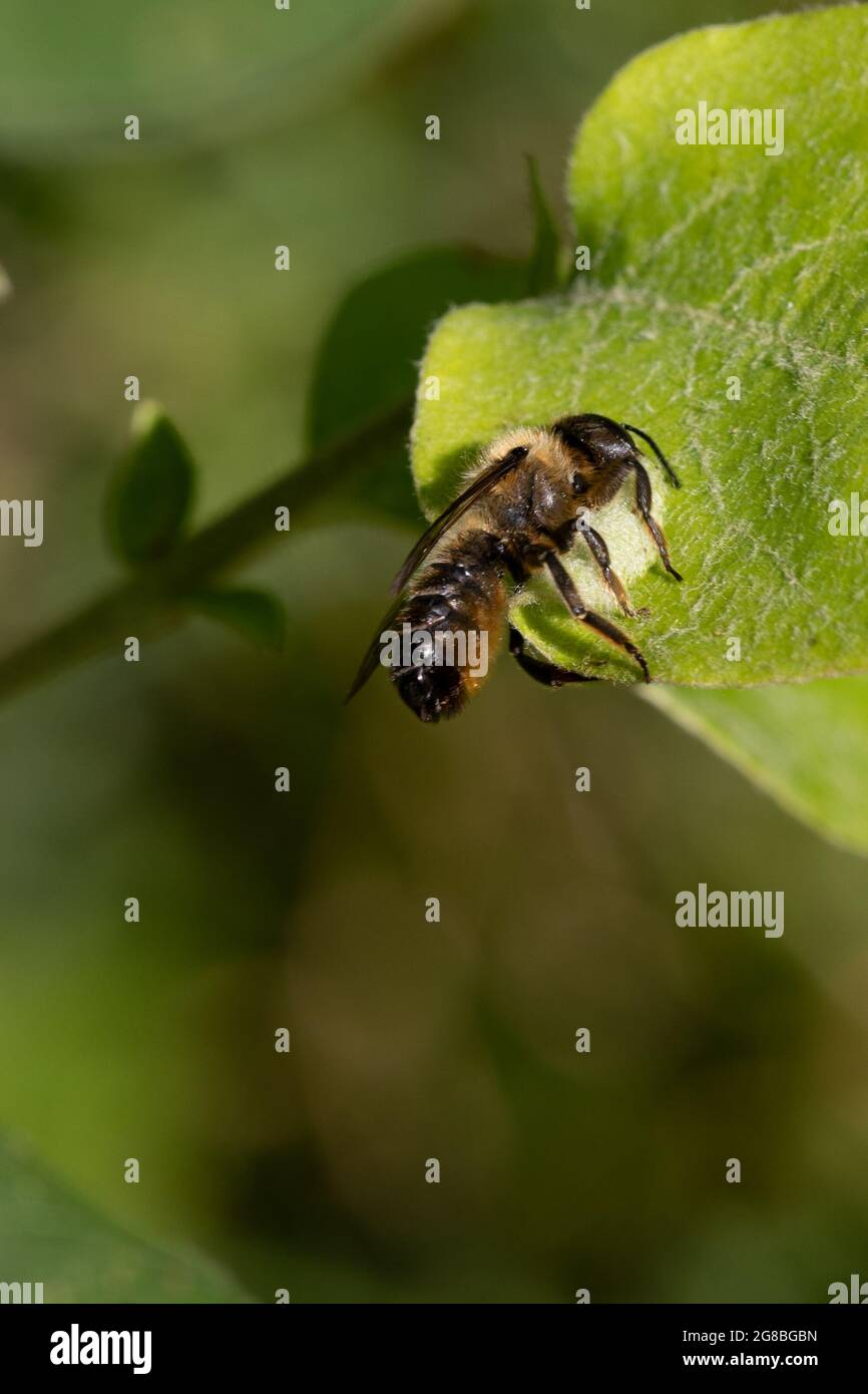 Water weed cutter hi-res stock photography and images - Alamy