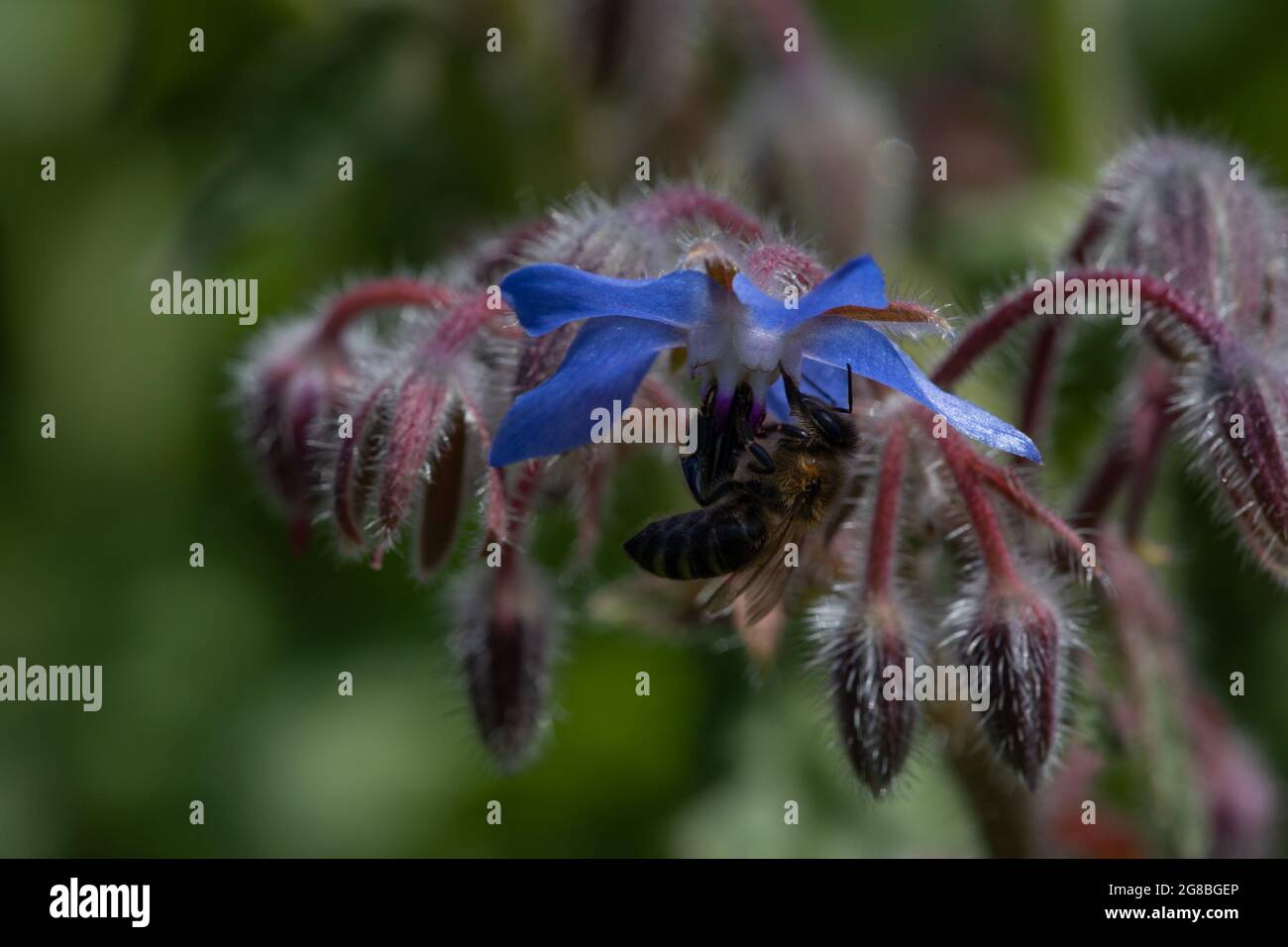 Abeja apis mellifera hi-res stock photography and images - Alamy