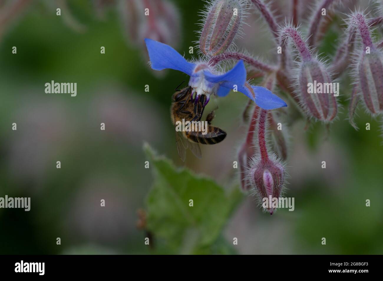 Honey Bee (Apis mellifera) Foraging on Borage (Borago officinalis Stock ...