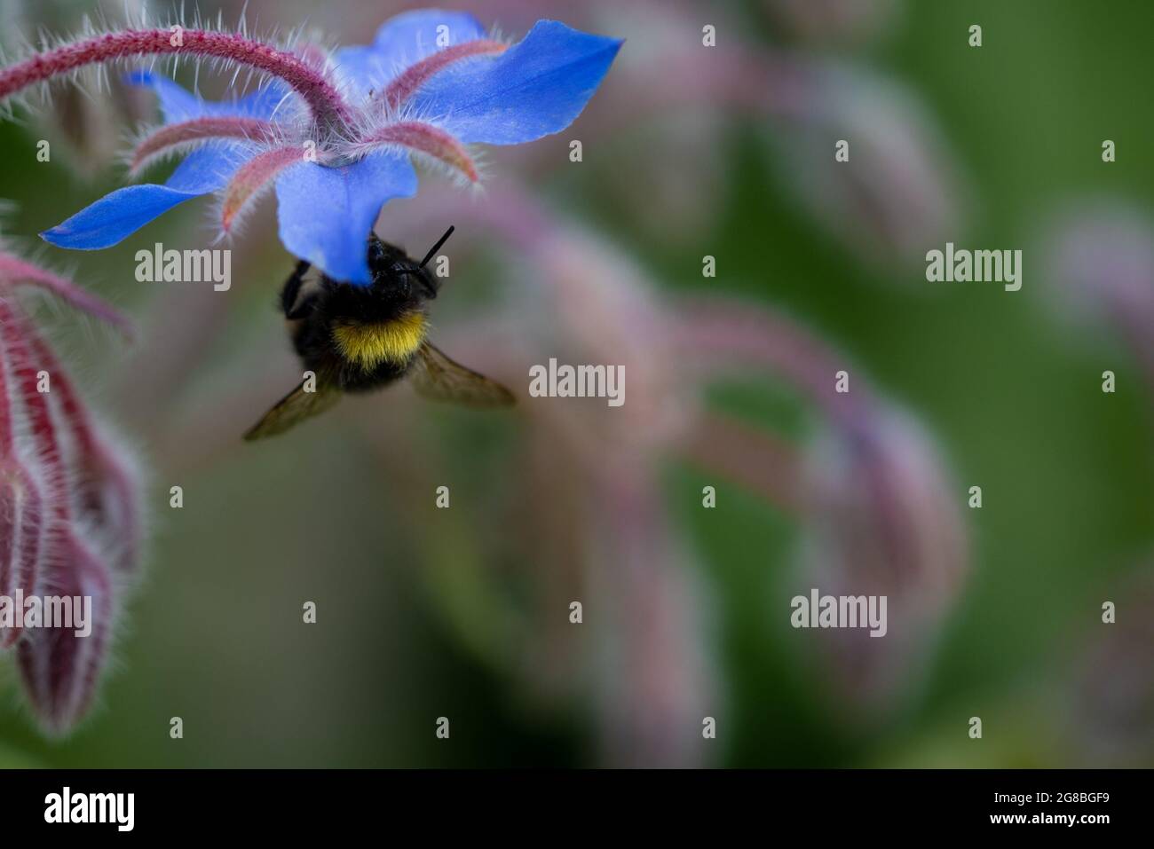 Bumble Bee on Borage (Borago Officinalis Stock Photo - Alamy