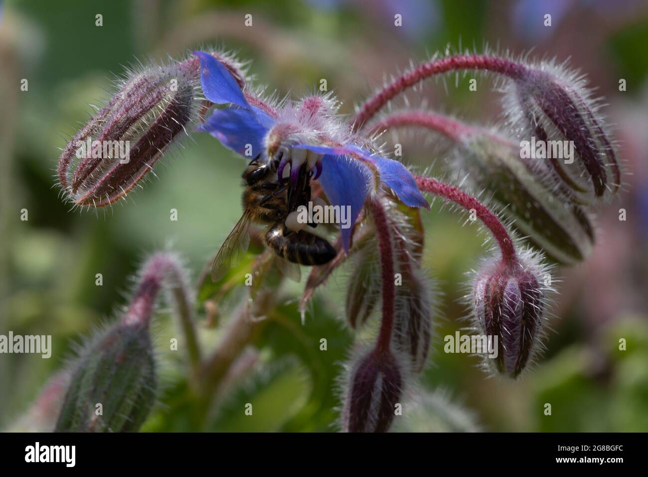 Abeja apis mellifera hi-res stock photography and images - Alamy