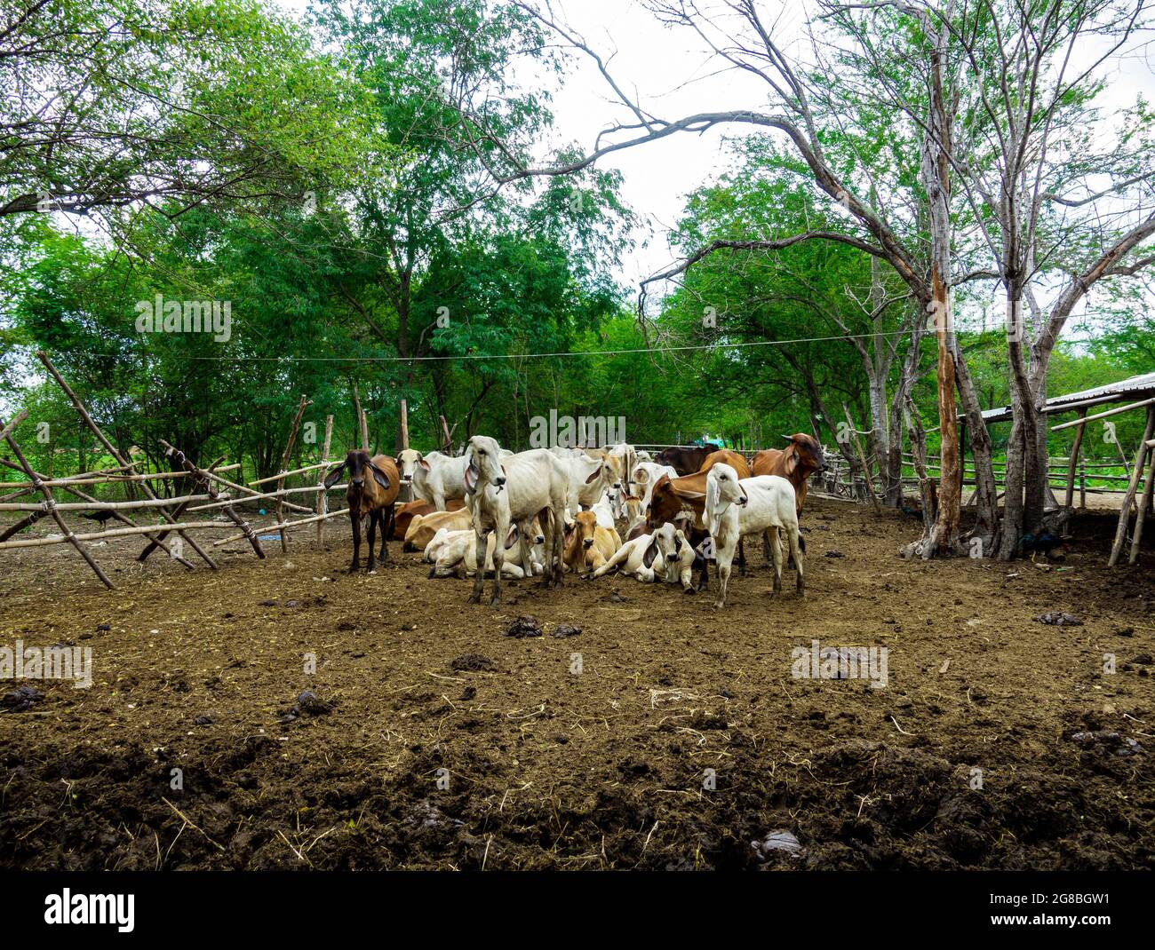 Group of cows, in a cattle farm in rural area in Thailand. Fence made ...