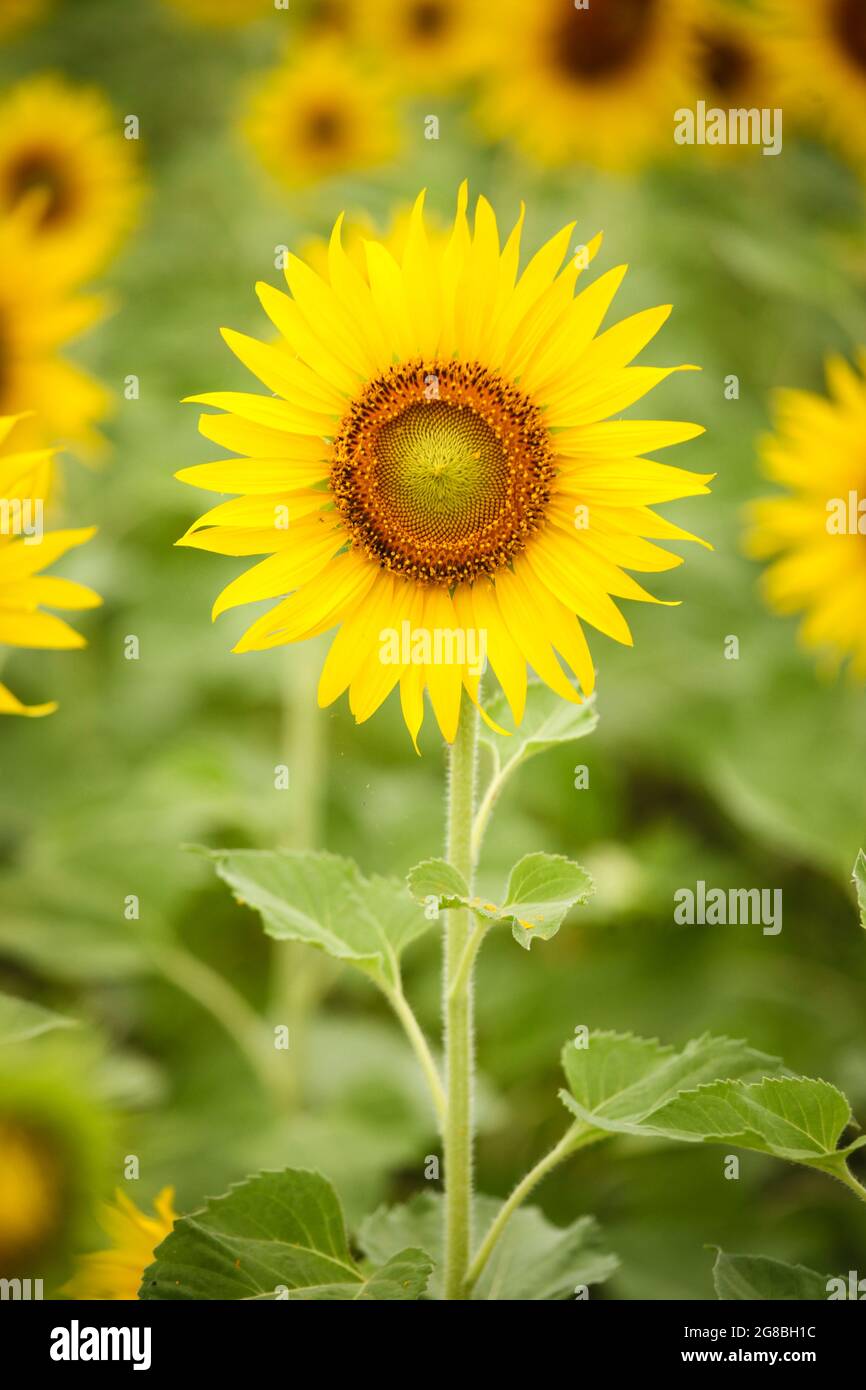 Bright color yellow sunflower, beautiful flower Stock Photo - Alamy