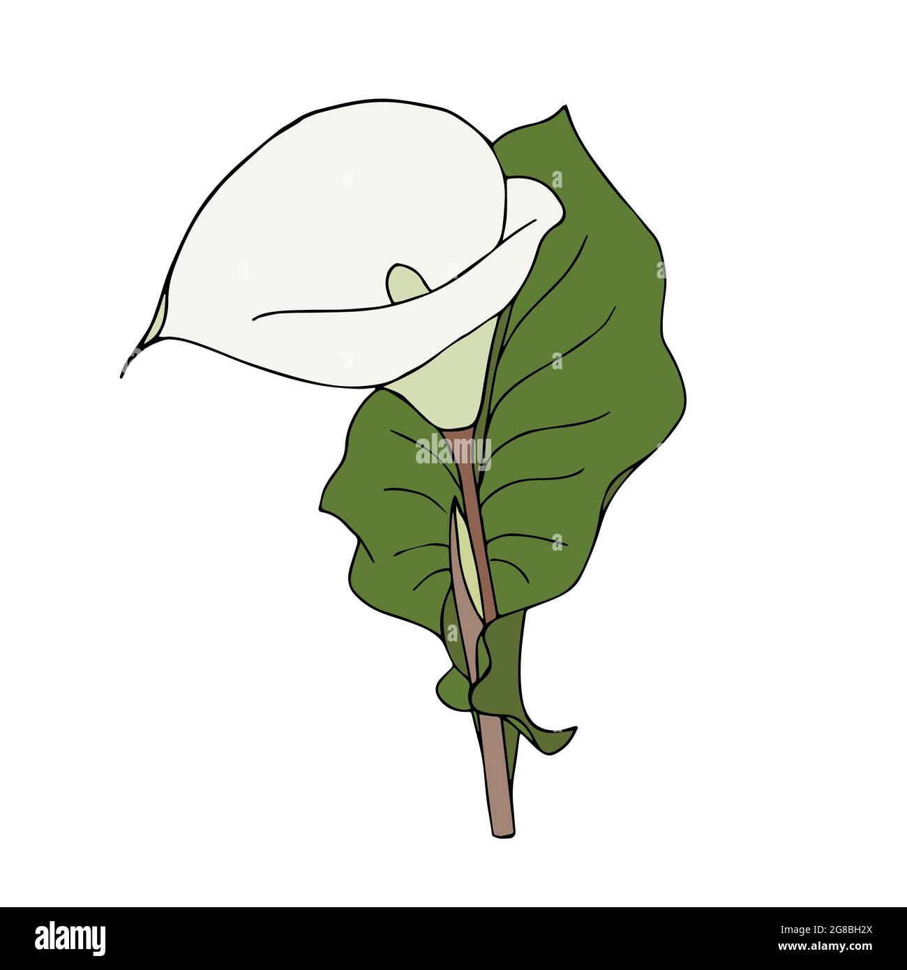 Calla flower hand-drawing doodling, single, white color bud, isolated ...