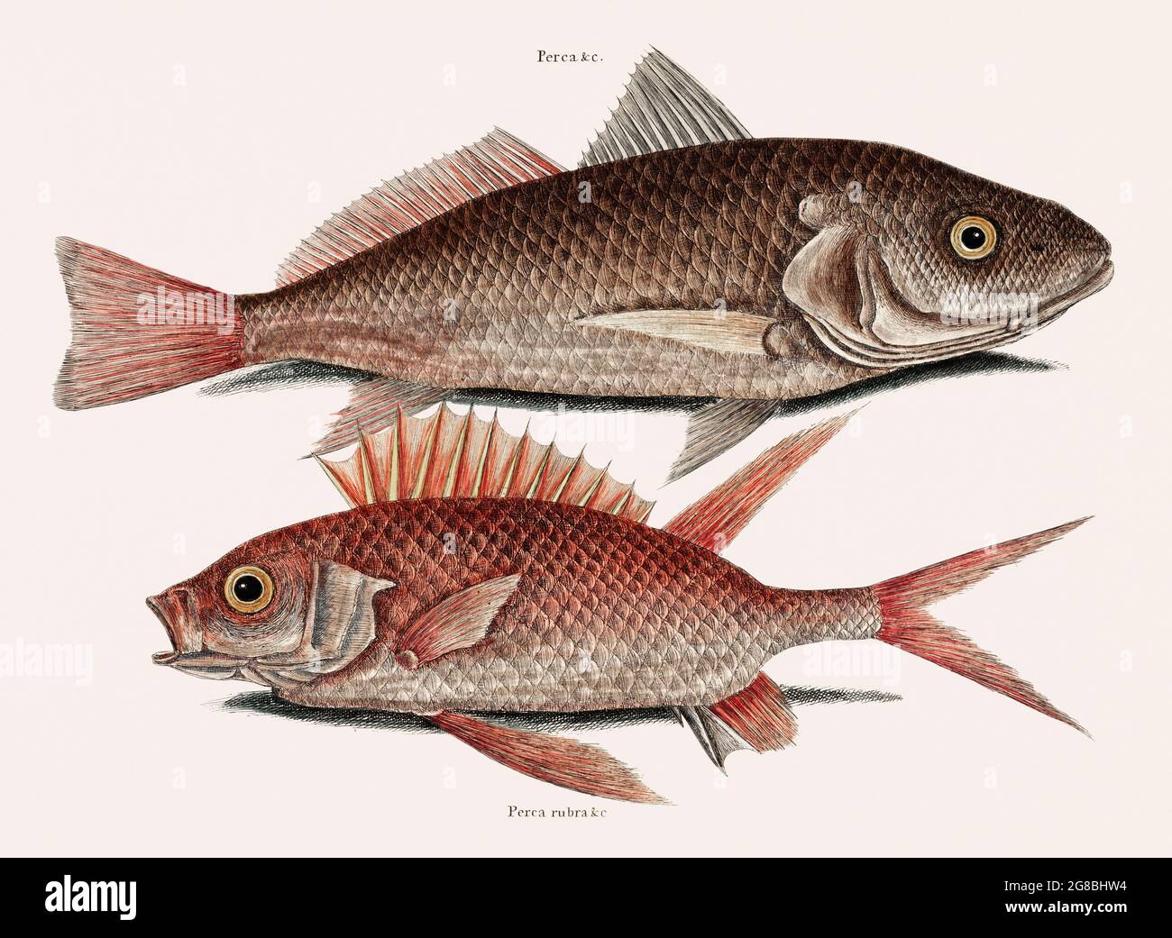 Croaker (Perca marina) Squirrelfish (Perca rubra) from The Natural ...