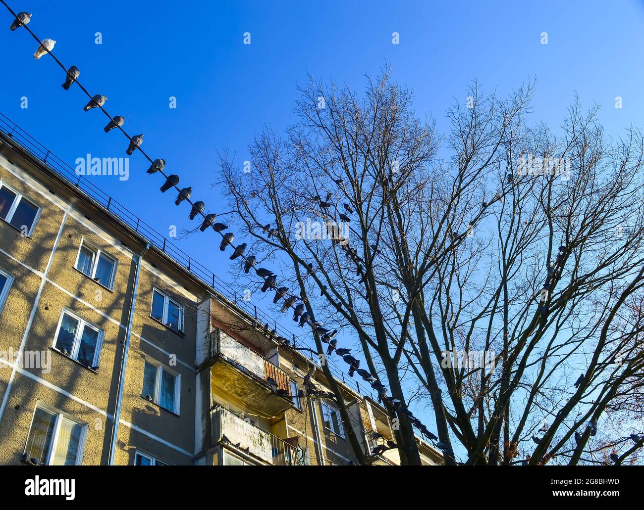 Birds sitting on electricity cable above the asphalt road Stock Photo ...