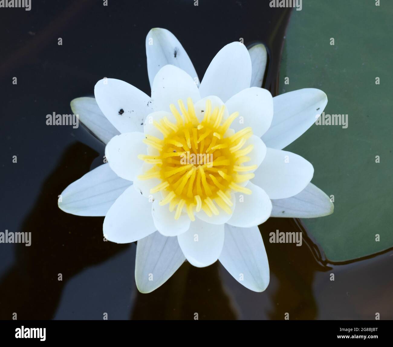 Nymphaea alba, also known as the European white water lily, white water ...