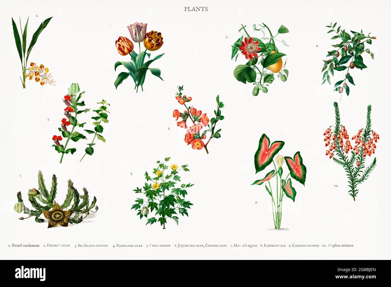 Different Types Of Plants High Resolution Stock Photography and Images ...