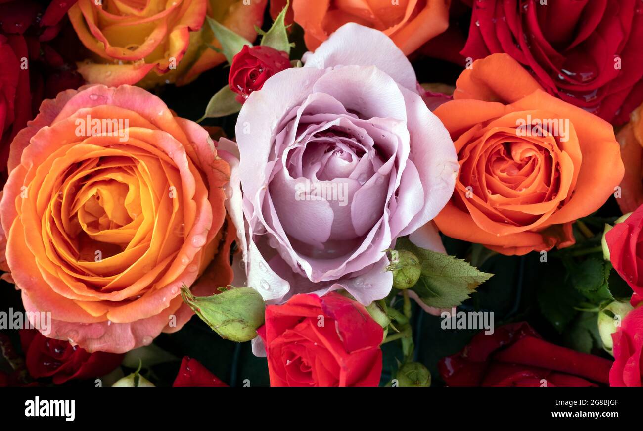 Banch of roses hi-res stock photography and images - Alamy
