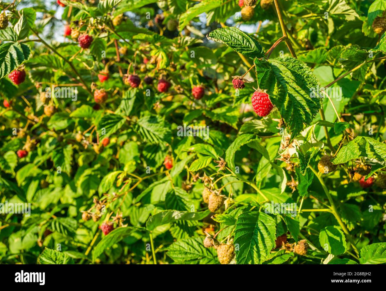 Raspberry hanging on plant hi-res stock photography and images - Alamy