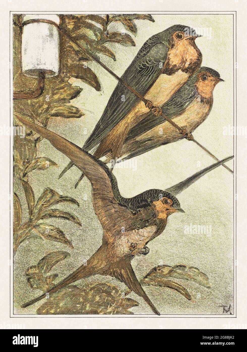 vintage, retro, old, photograph, century, botany, graphics, antique ...