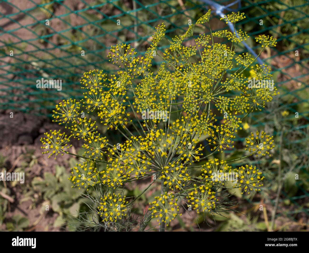 Dill (Anethum graveolens) is an annual herb in the celery family ...