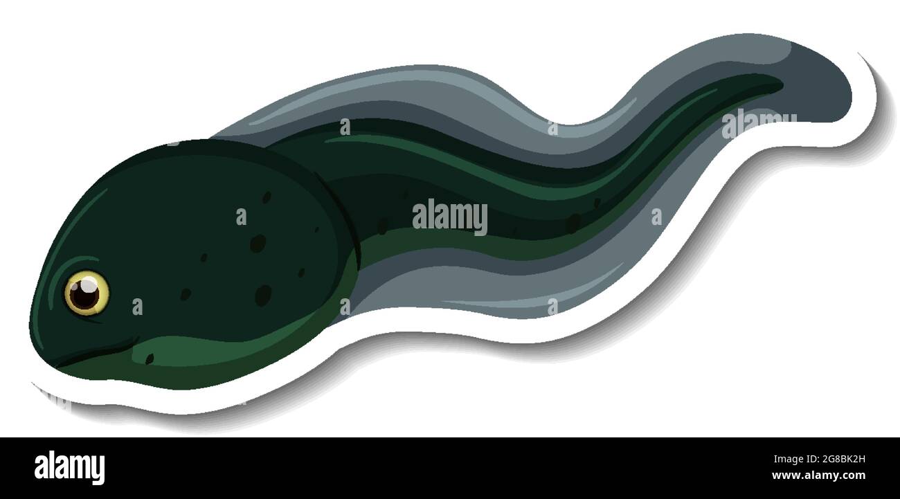 A sticker template with a tadpole isolated illustration Stock Vector ...