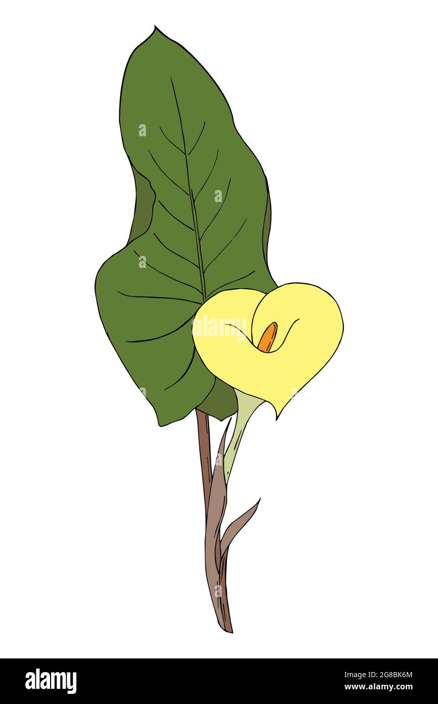 Yellow calla lily Stock Vector Images - Alamy