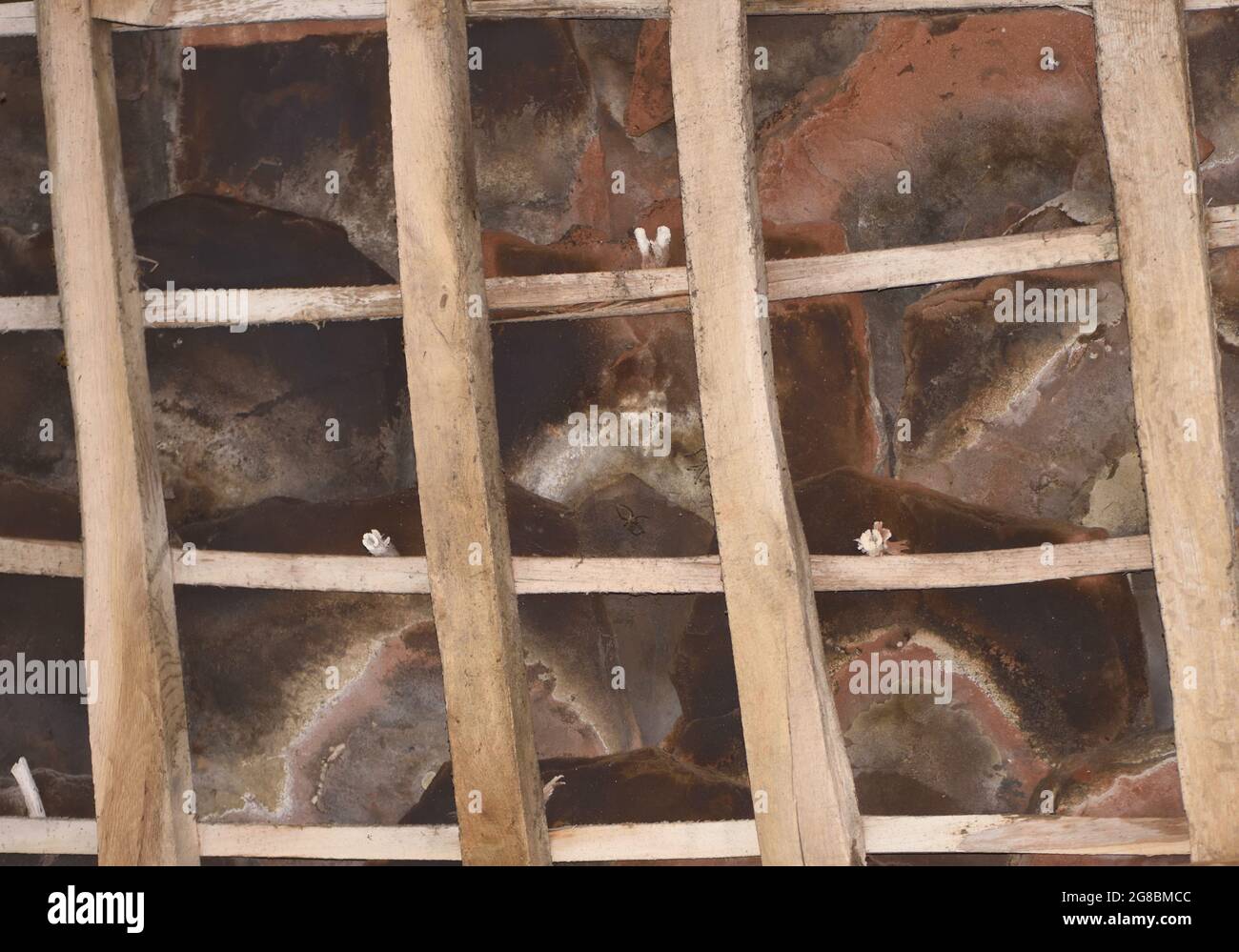 Sheep ribs are used to secure the stone roofing tiles on a traditional ...