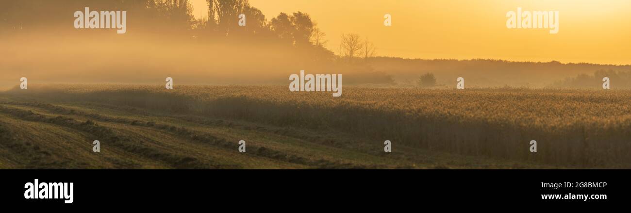 Fog over corn field hi-res stock photography and images - Alamy