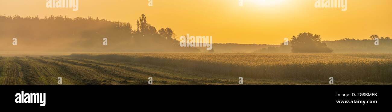 Fog over corn field hi-res stock photography and images - Alamy