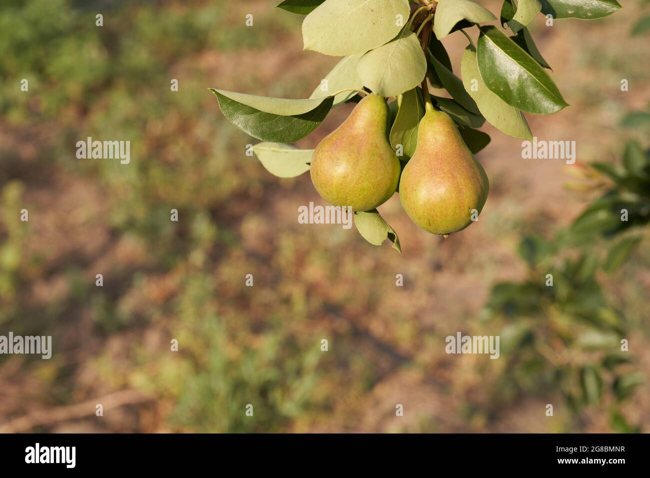 Pear fruit hanging on a tree. High quality photo Stock Photo - Alamy