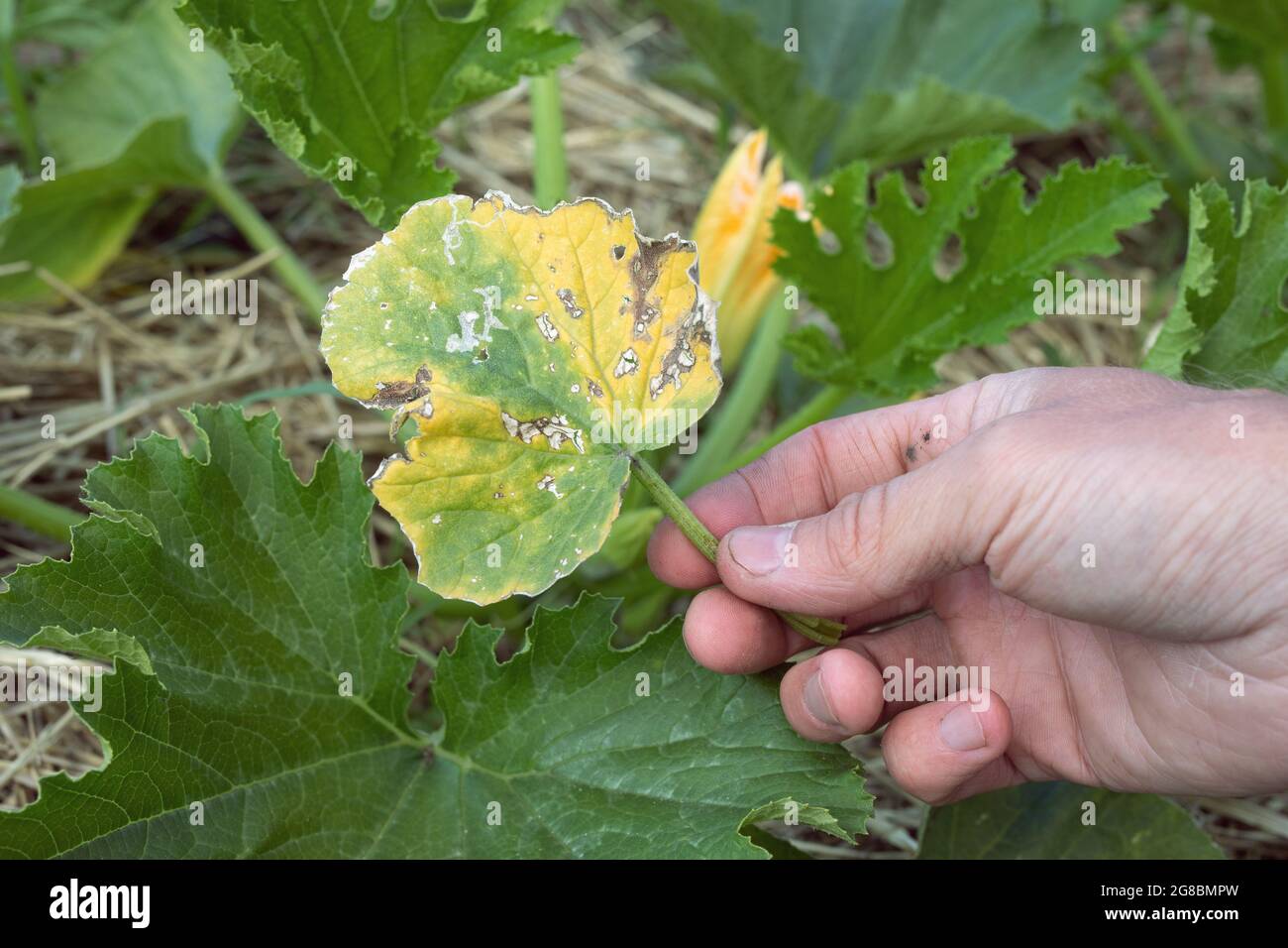 Necrosis High Resolution Stock Photography and Images - Alamy