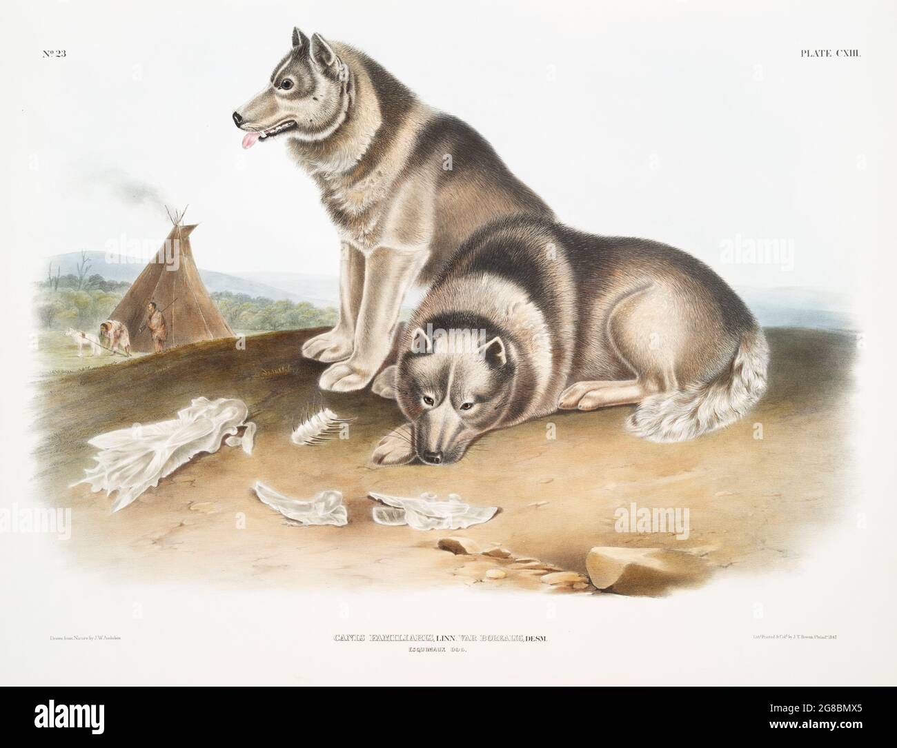 Esquimaux Dog (Canis familiaris) from the viviparous quadrupeds of ...