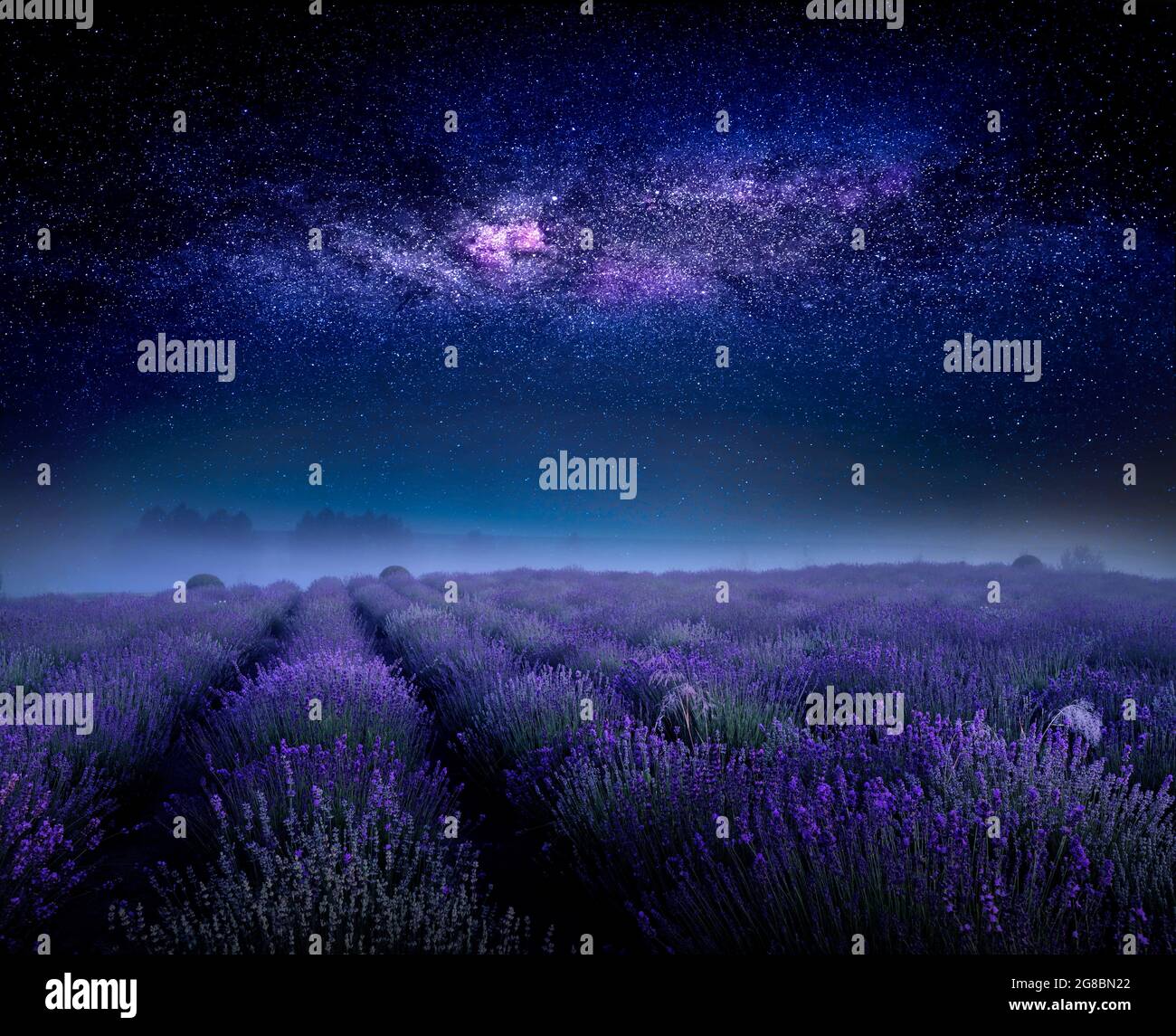 Lavender flowering field and starry sky with milky way, beautiful ...