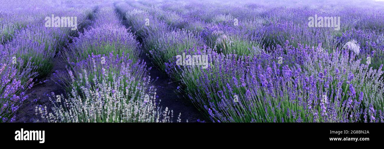 Lavender field, panorama. Lavender flowers natural abstract background ...