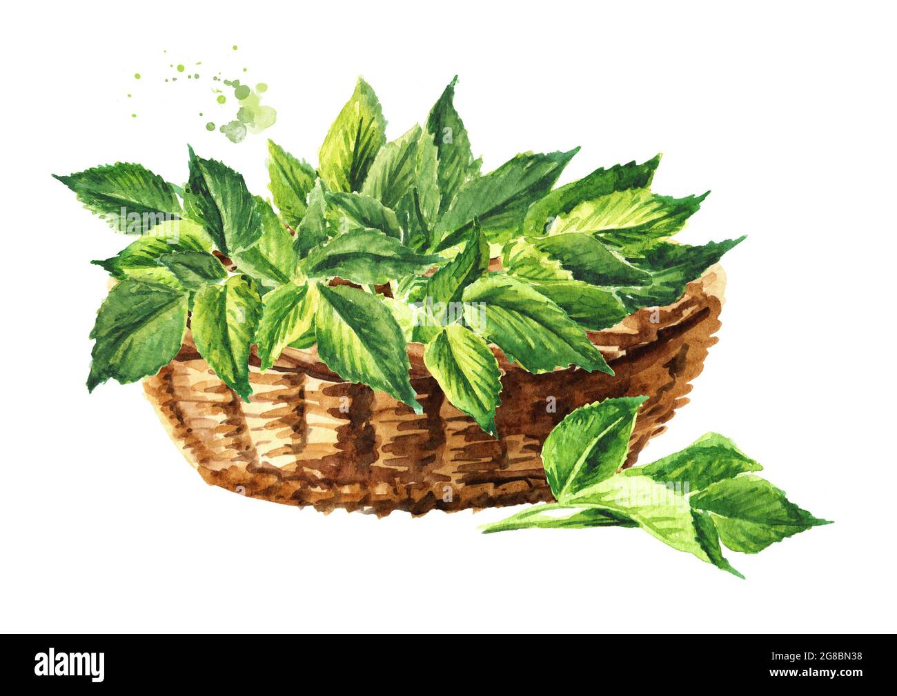 Basket with Fresh young green Medicinal plant Aegopodium podagraria or ...