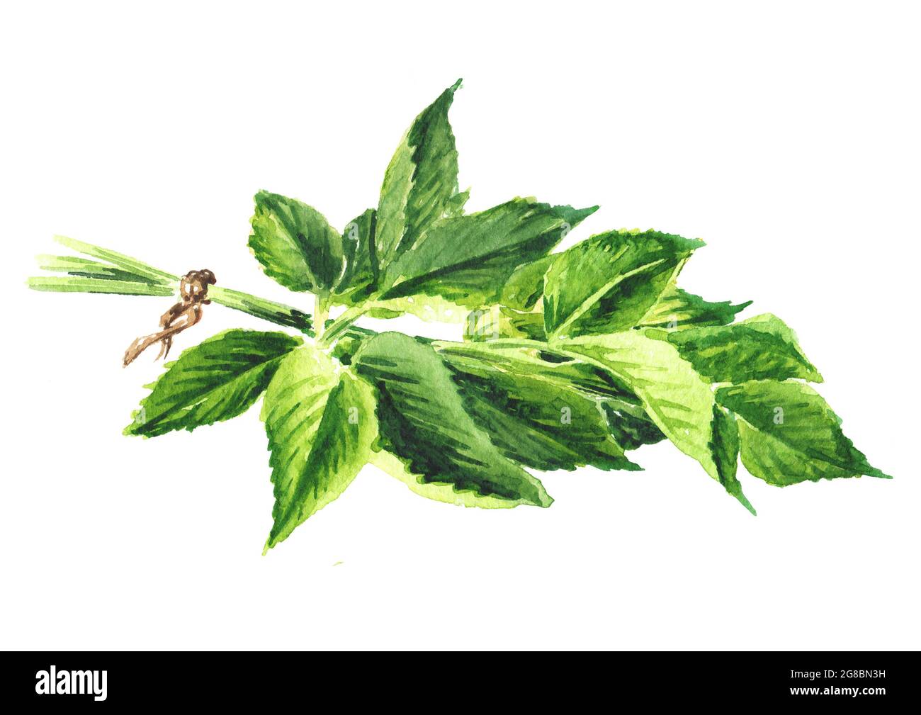 Medicinal plant Aegopodium podagraria or ground elder, bunch of leaves ...