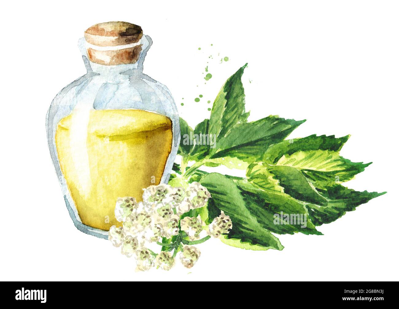 Tincture from Medicinal plant Aegopodium podagraria or ground elder ...