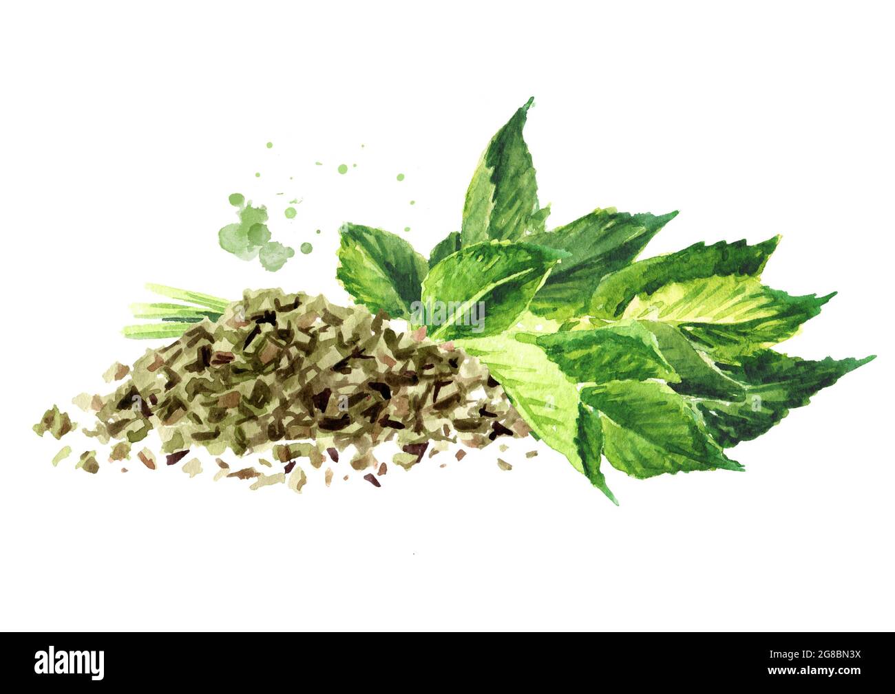 Medicinal plant Aegopodium podagraria or ground elder, bunch of fresh ...