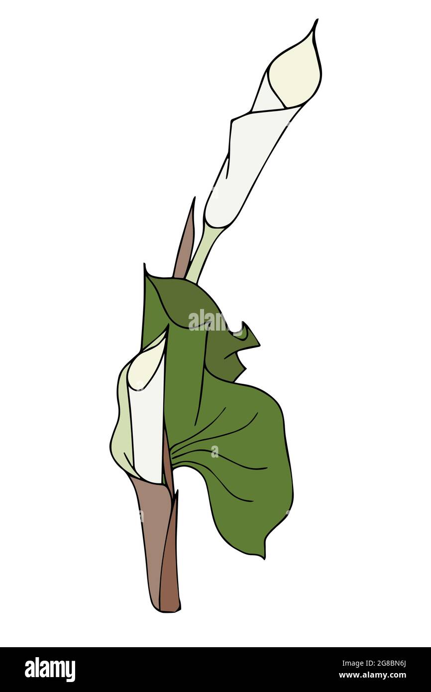Calla bud flower hand-drawing doodling, single, white color bud ...