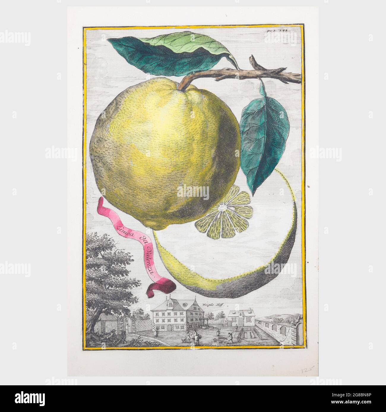 vintage, retro, old, photograph, century, botany, graphics, antique ...